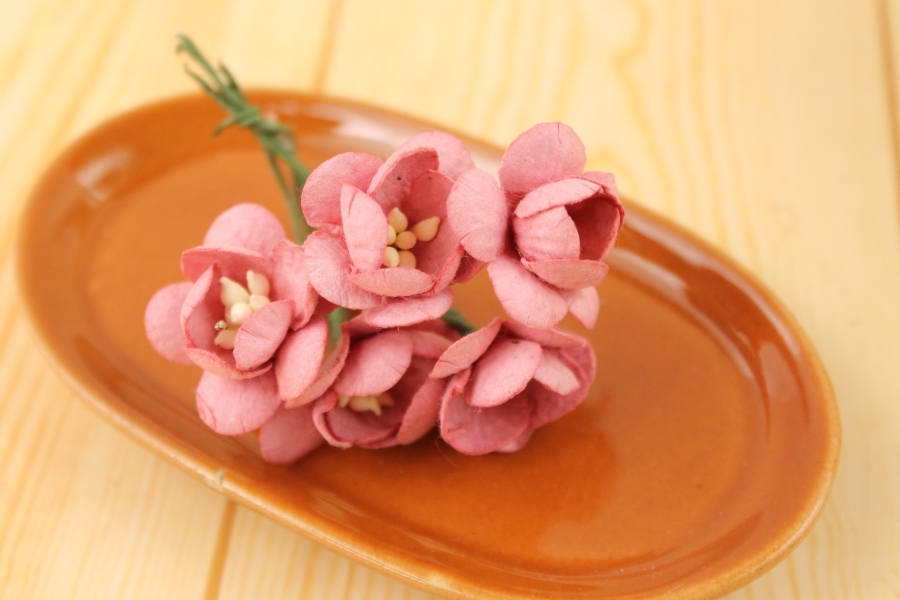 Findyka.com - Bunga sakura putik merah magenta