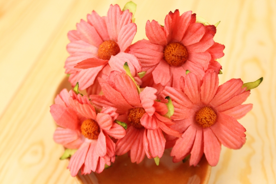 Findyka.com - Aplikasi Bunga Daisy merah scarlet