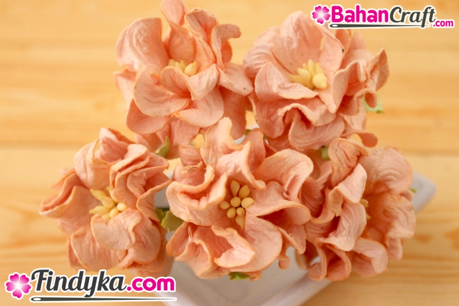 Findyka.com - Bunga anggrek peach